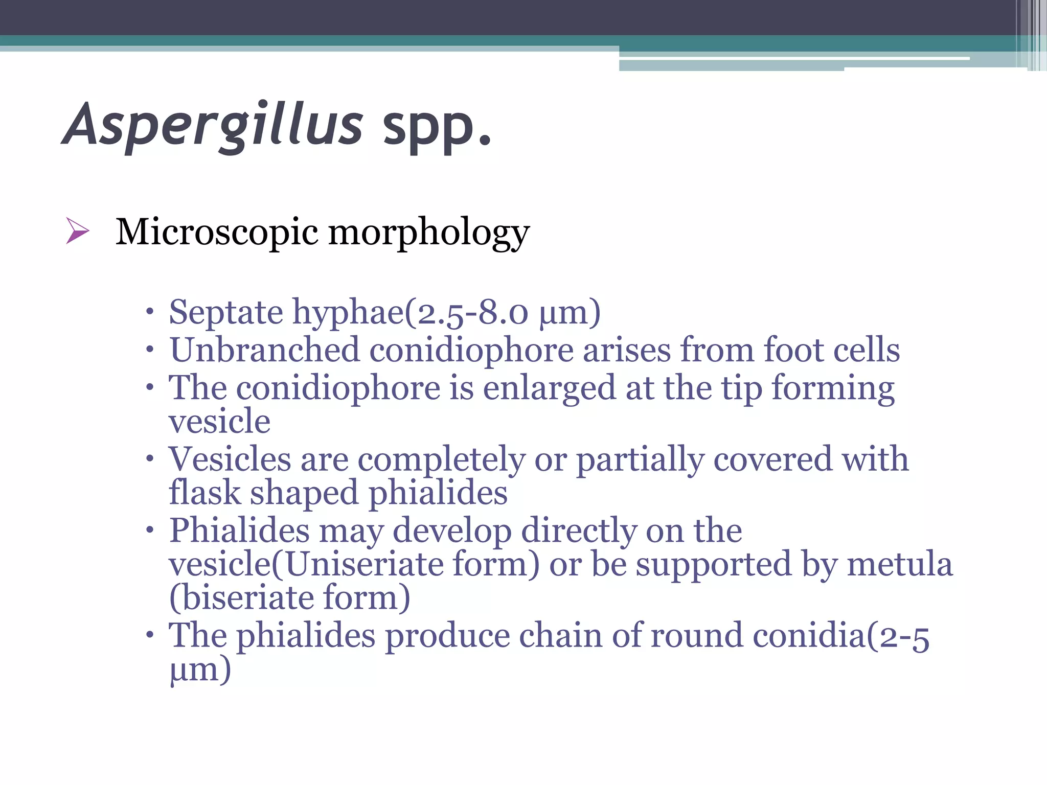 Aspergillus species | PPTX