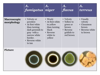 Aspergillus species | PPT