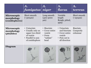 Aspergillus Slide Labeled
