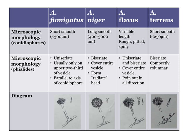 Aspergillus species