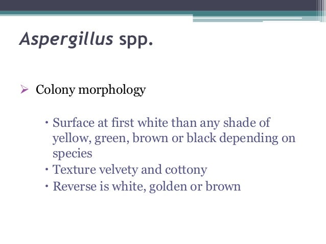 Aspergillus species