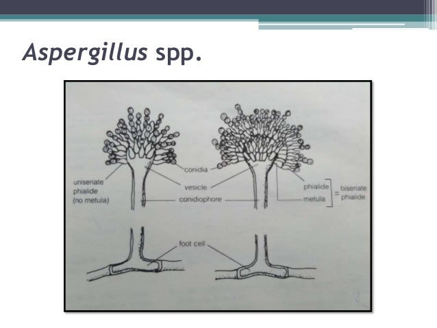 Aspergillus species