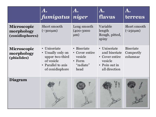 Aspergillus species