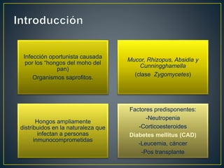 Aspergilosis y cigomicosis | PPTX