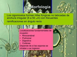 Aspergilosis y cigomicosis | PPTX