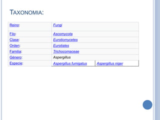 Aspergilosis mvb10 (eimy dayana buitrago aperador) (1) (1) | PPTX