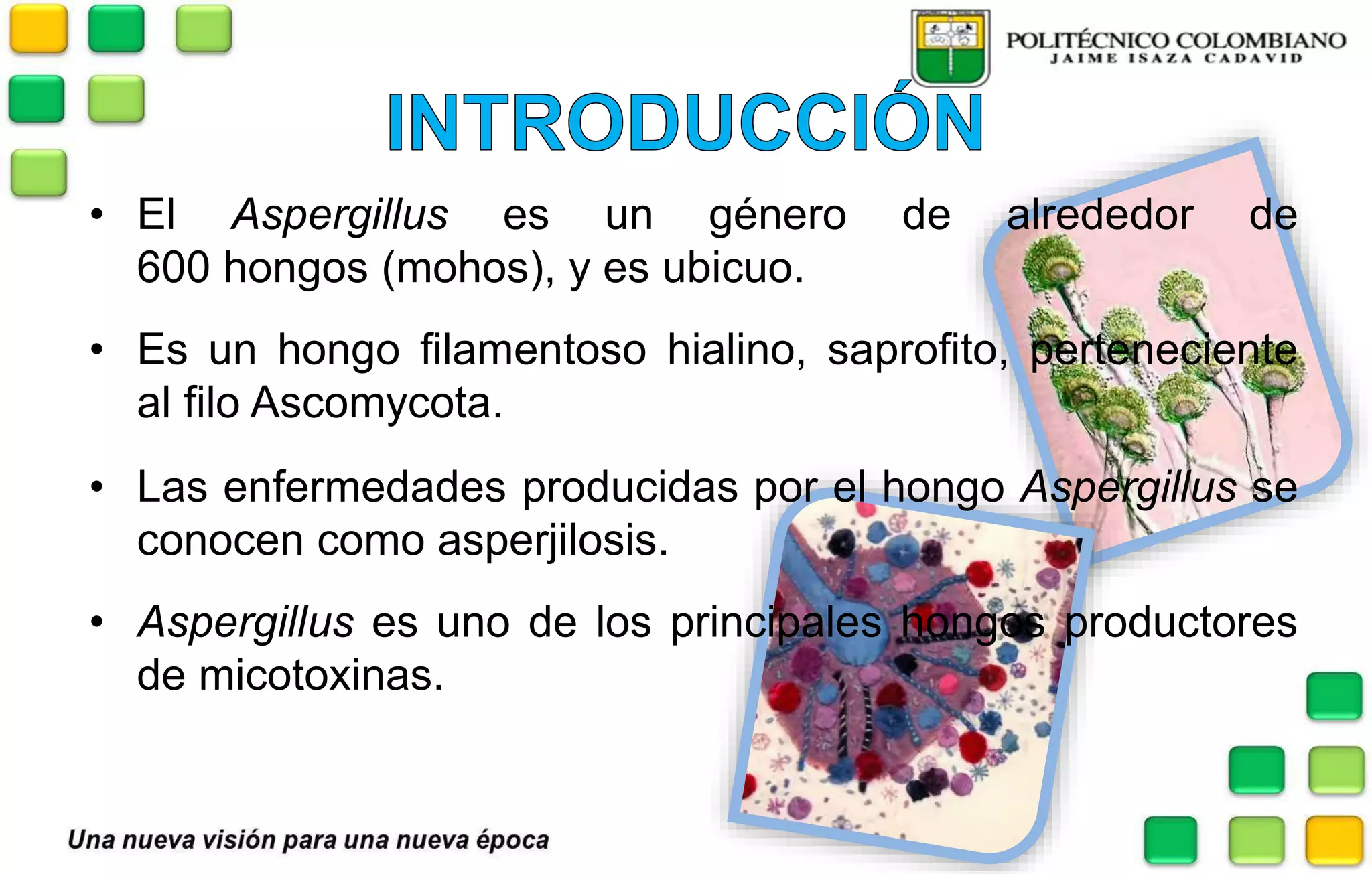 Asperjillus Flavus Ssp. | PPT