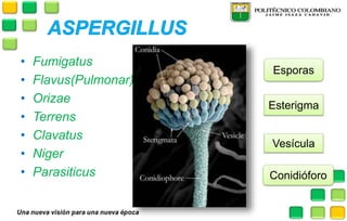 Asperjillus Flavus Ssp. | PPTX