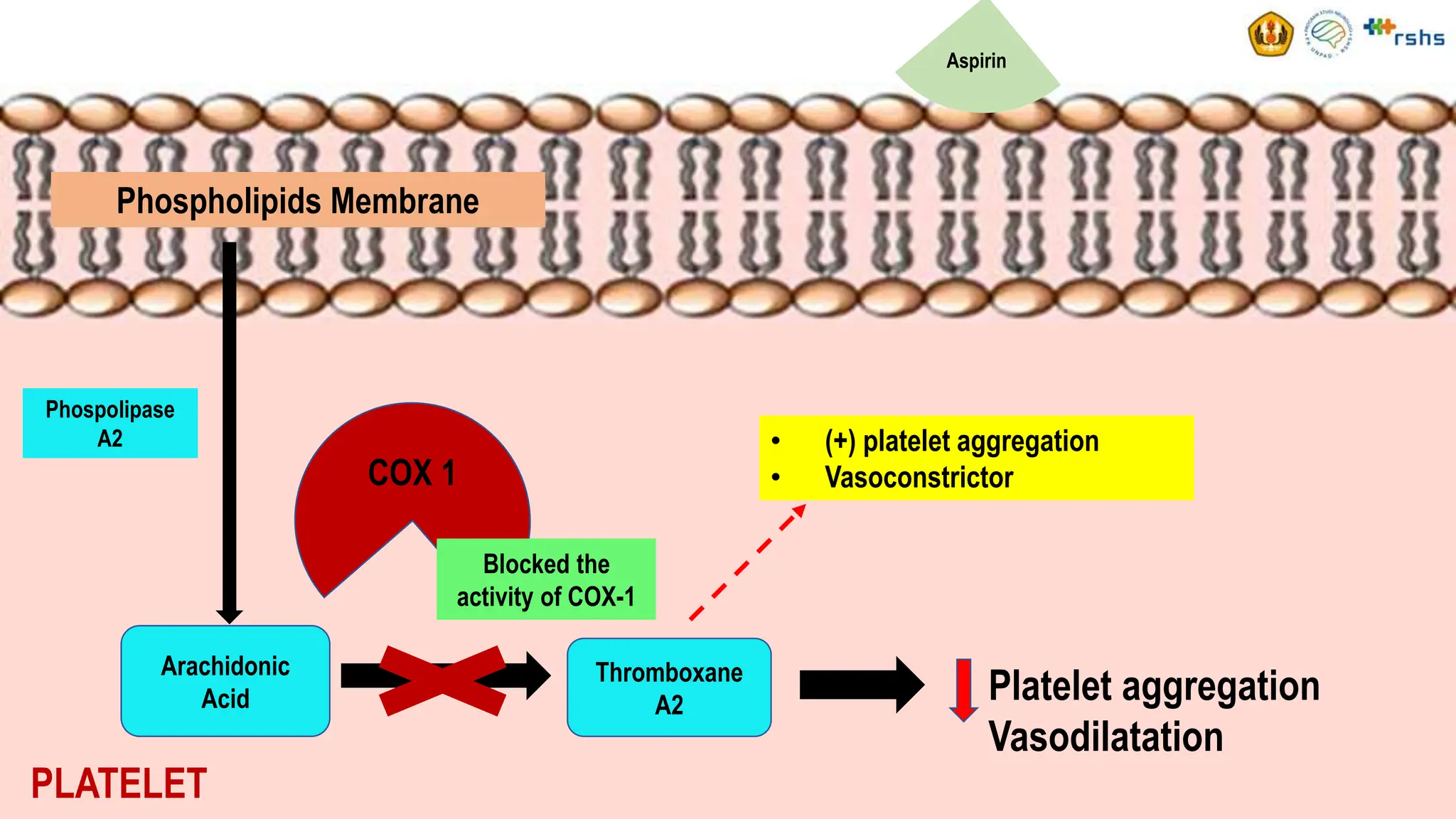 Aspirin, Clopidogrel and Ticagrelor Mechanisms.pptx