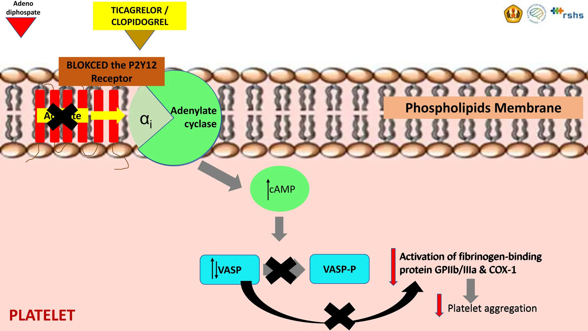 Aspirin, Clopidogrel and Ticagrelor Mechanisms.pptx