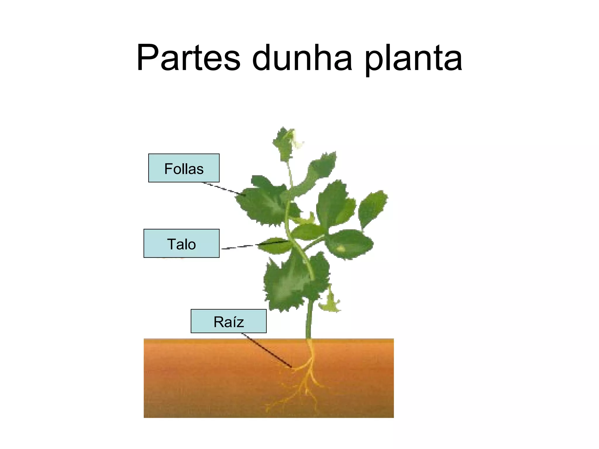 As Plantas | PPT