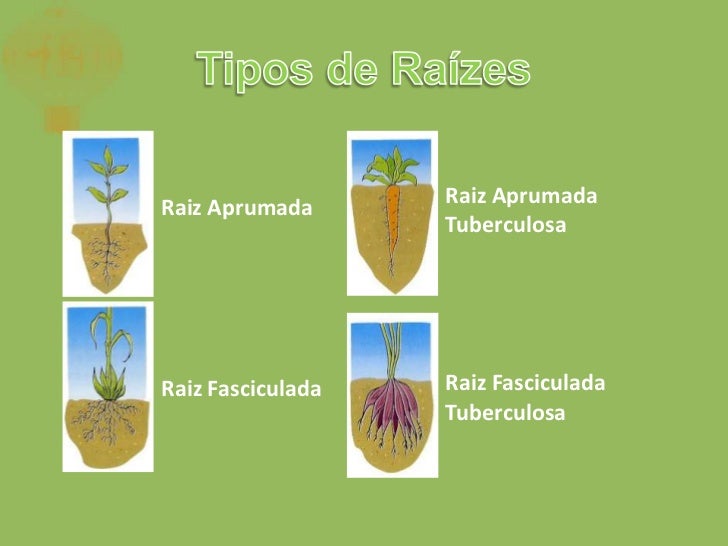 As plantas
