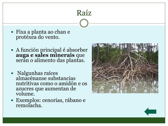 As plantas | PPT