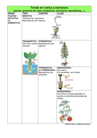 As plantas: guía e tipos | PDF