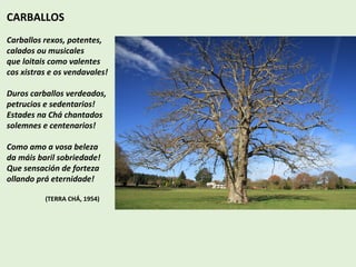 Manuel María: a natureza, as plantas | PPS