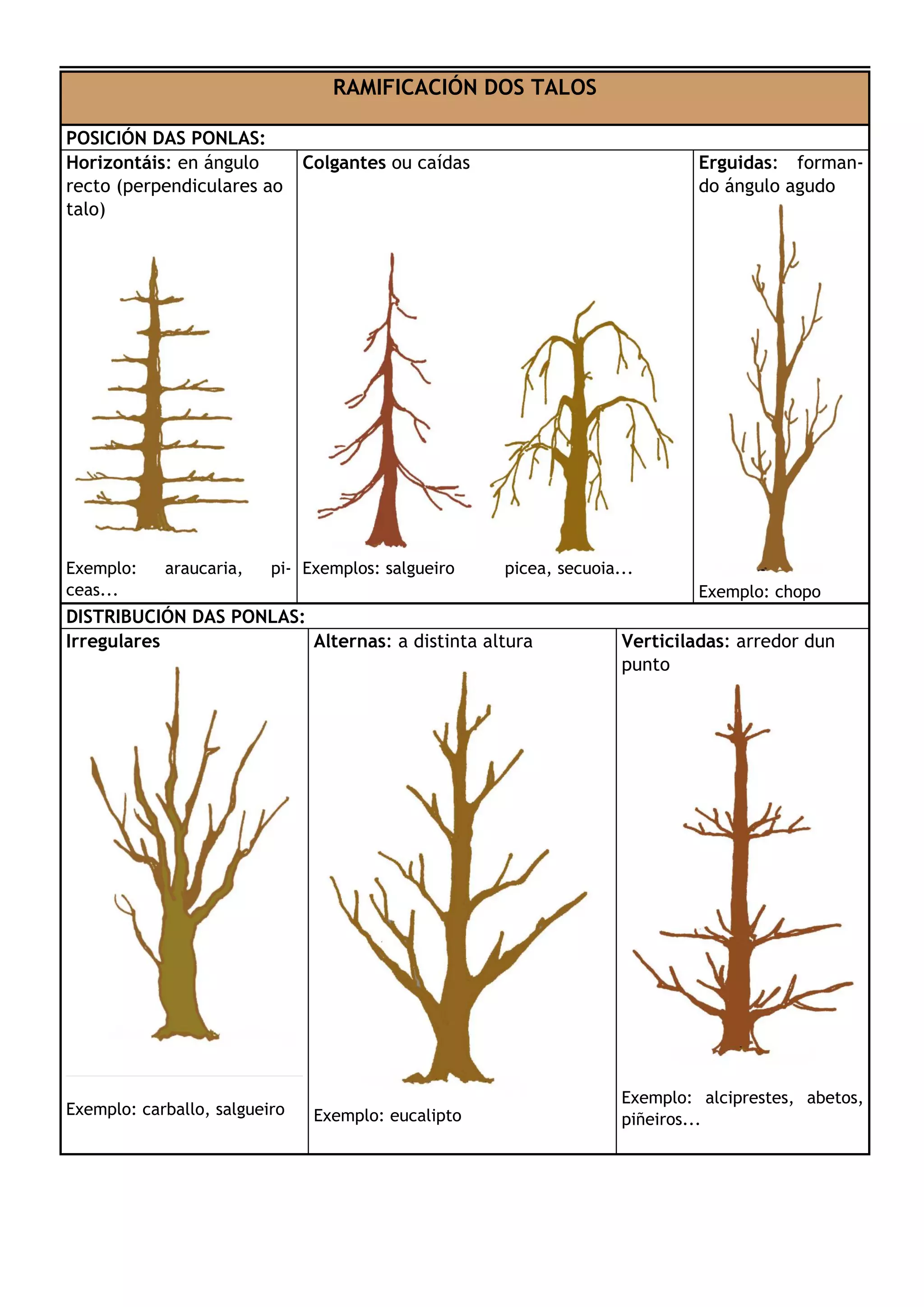 As plantas: o talo | PDF