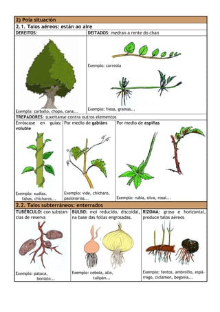 As plantas: o talo | PDF