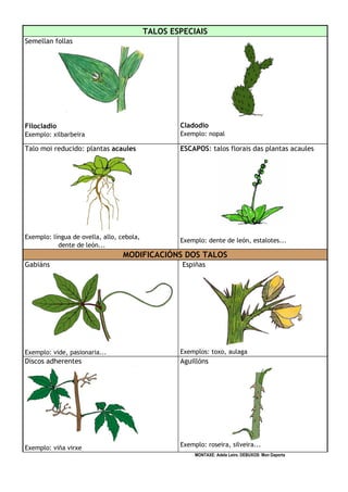 As plantas: o talo | PDF