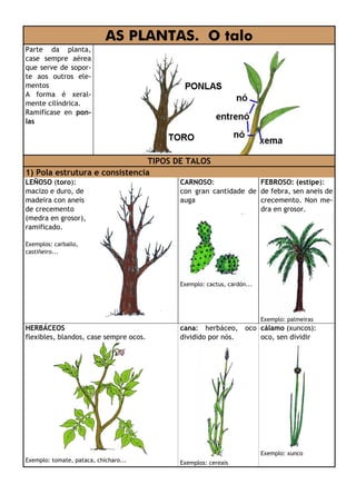 As plantas: o talo | PDF