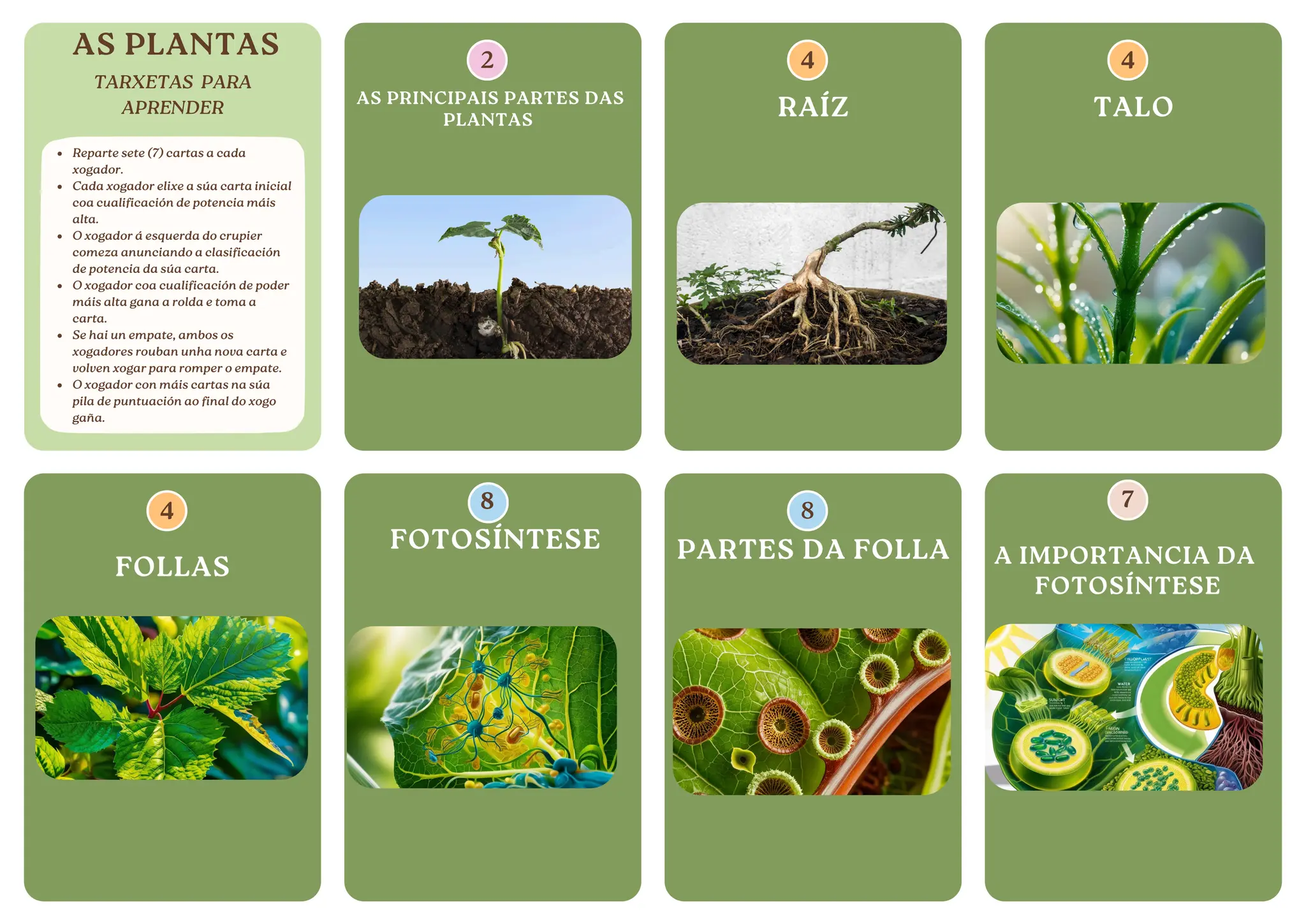 AS PLANTAS 5º PRIMARIA XOGO DIDÁCTICO PARA ESTUDAR O TEMA. | PDF