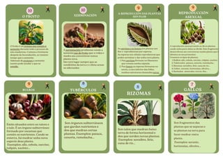AS PLANTAS 5º PRIMARIA XOGO DIDÁCTICO PARA ESTUDAR O TEMA. | PDF