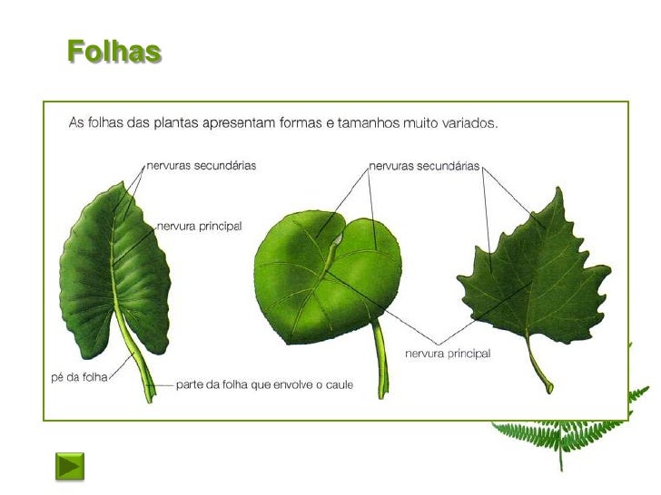 As Plantas, Folha E Flor