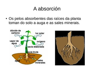 AS PLANTAS | ODP