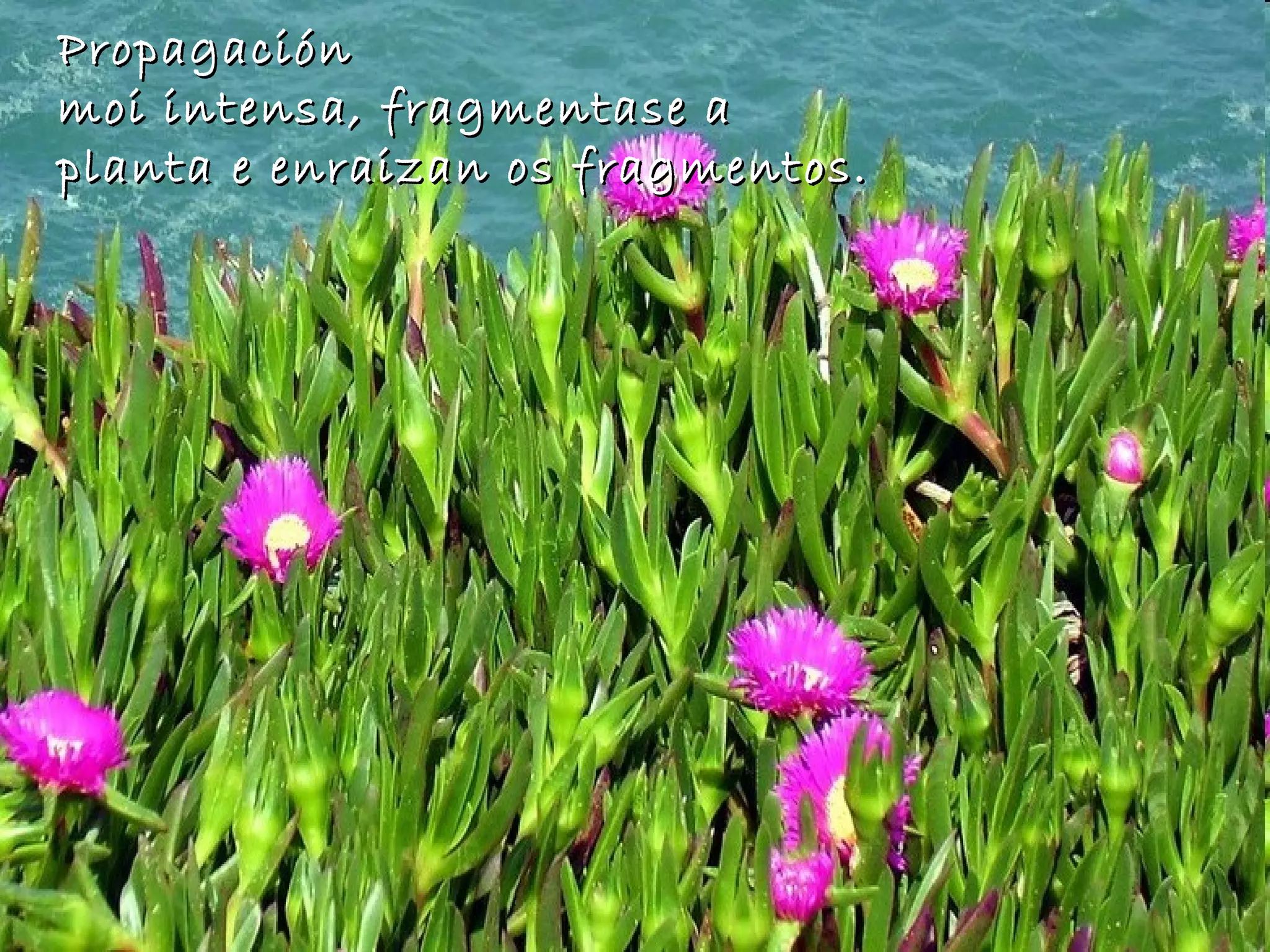 As plantas invasoras en galicia, un perigo silencioso | PPT