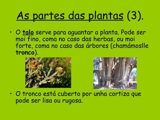 As plantas primeiro | PPT