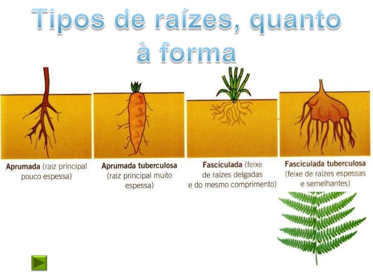 As Plantas, Raiz E Caule