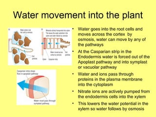 As plant transport | PPT