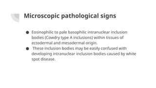 Infectious hypodermal and haematopoietic necrosis | PPTX