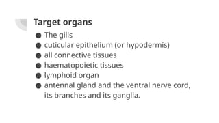Infectious hypodermal and haematopoietic necrosis | PPTX