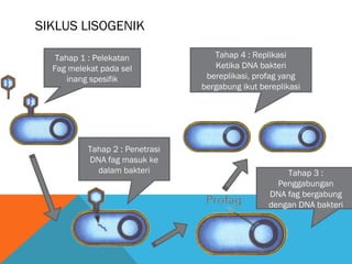 Virus:) | PPT