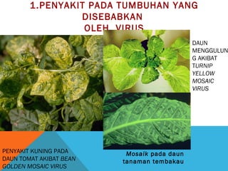 Virus:) | PPT