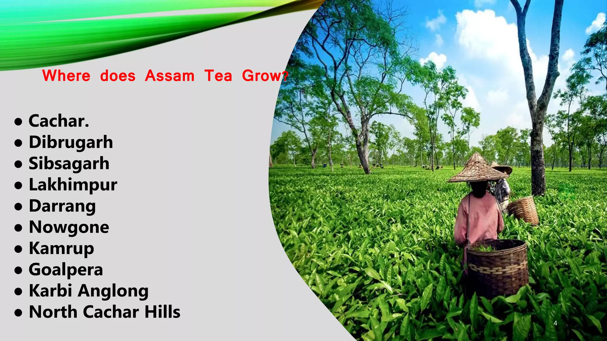 Assam tea | PPTX