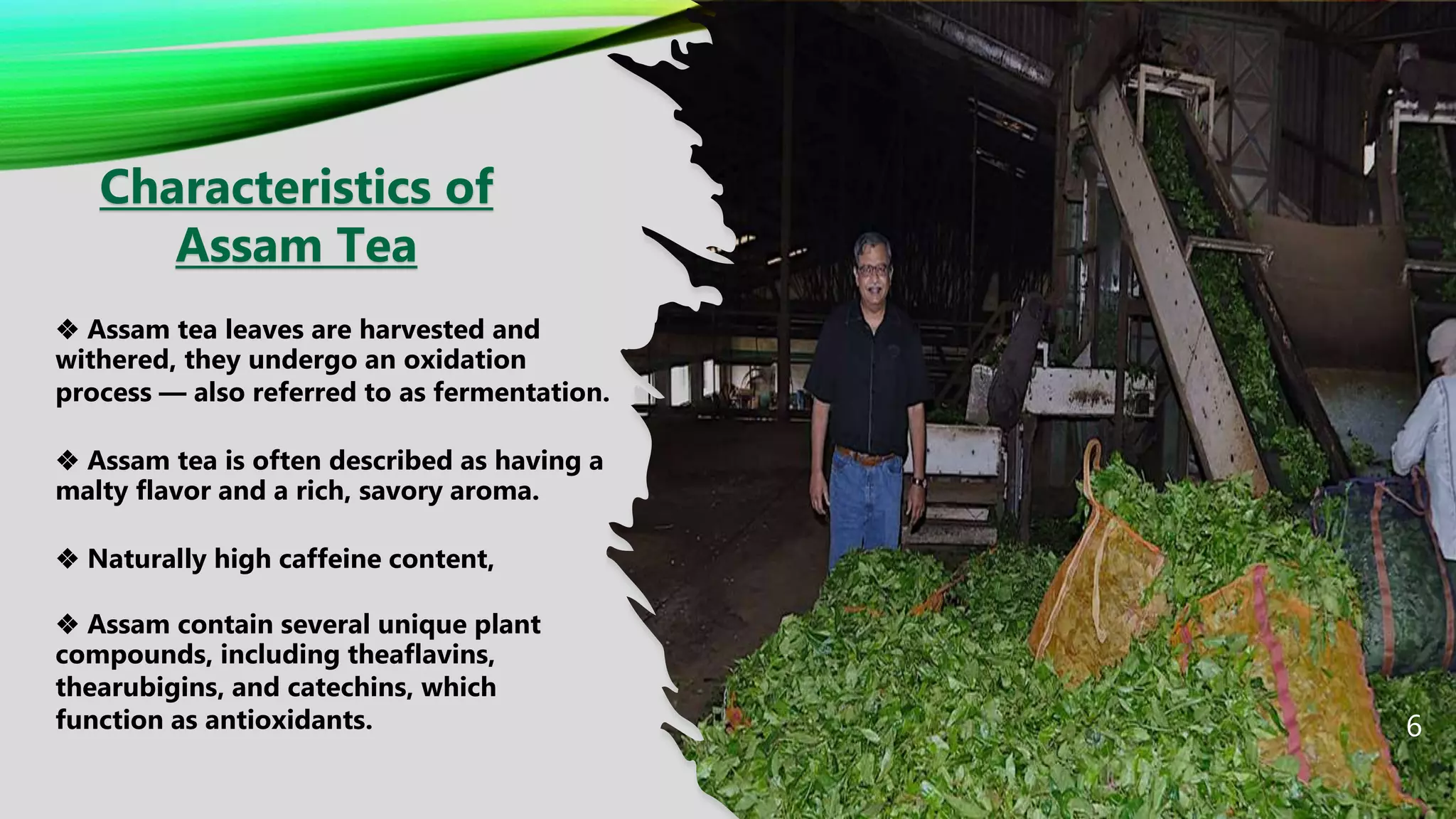 Assam tea | PPTX
