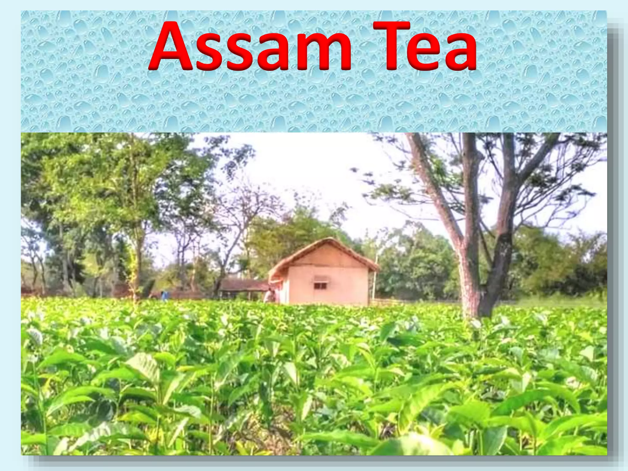 Assam Tea.ppt