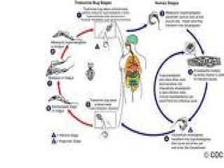 Assassin bug.ppt arthropods insect medical entomology | PPT