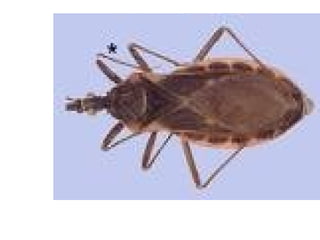 Assassin bug.ppt arthropods insect medical entomology | PPT