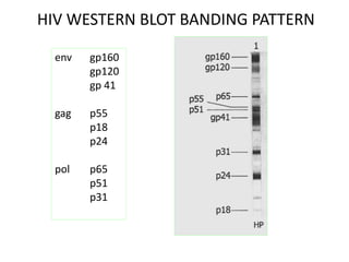 ASSAYS FOR HIV DIAGNOSIS.pptx