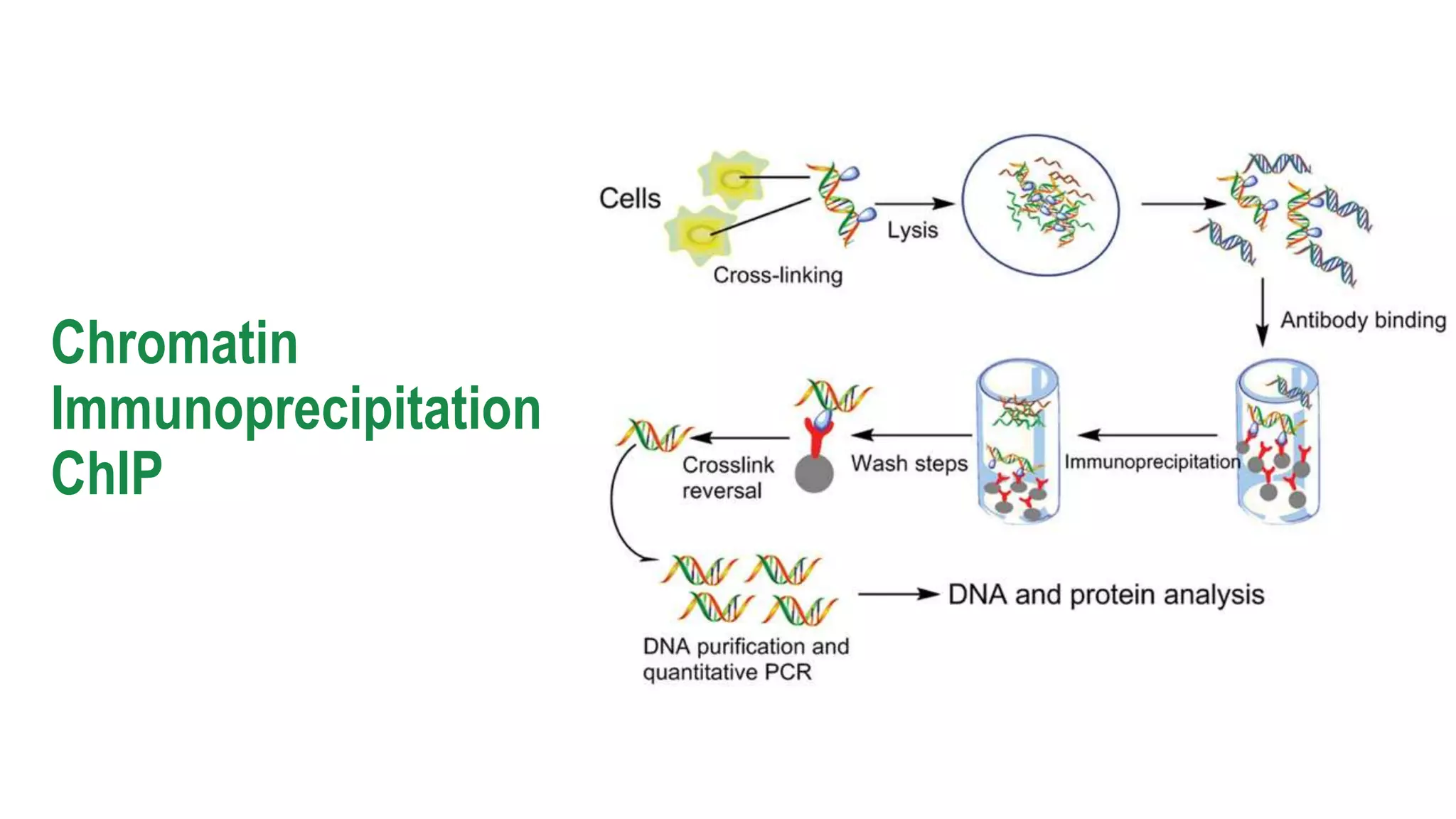Assays for protein dna interactions | PPTX