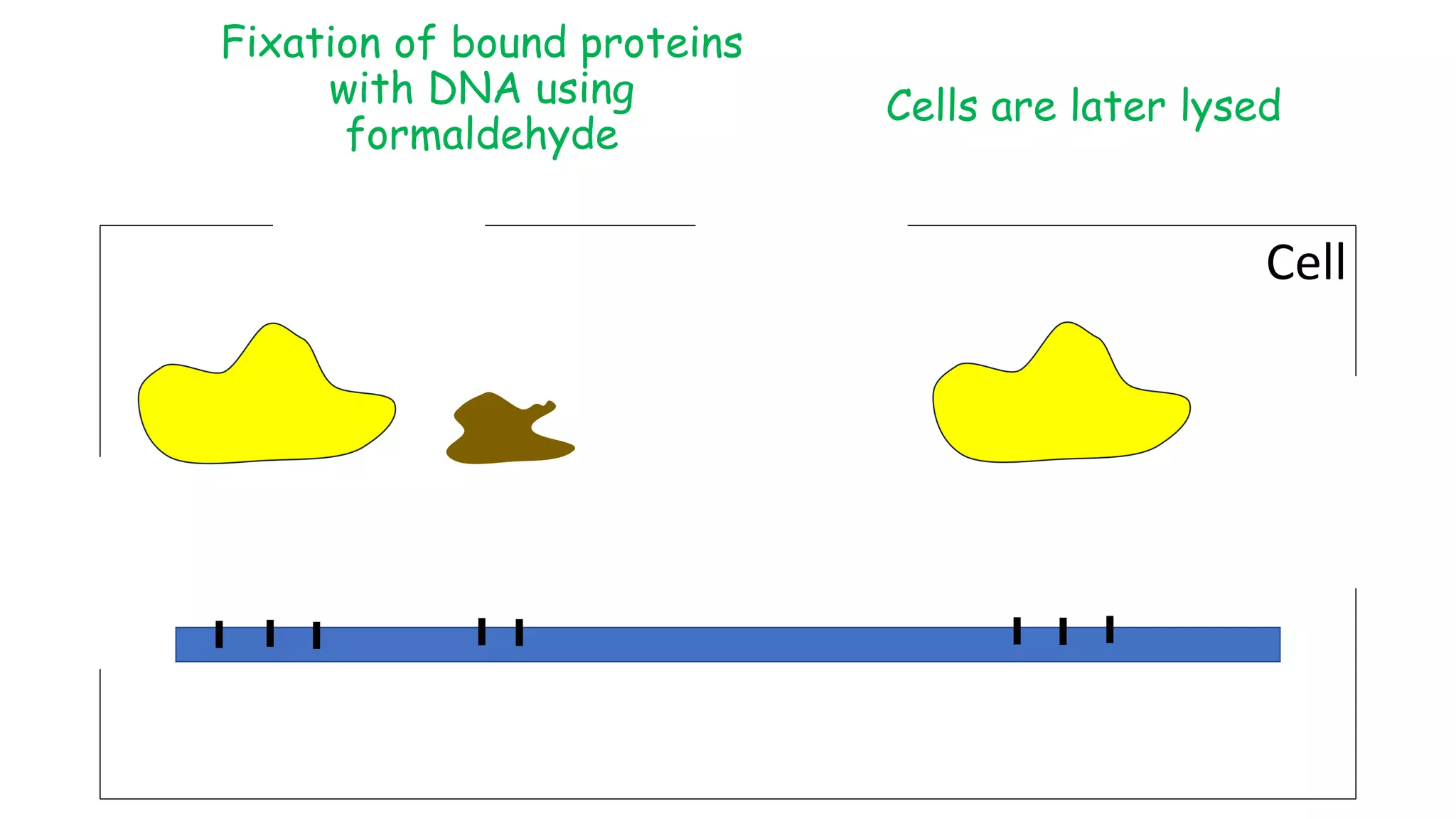 Assays for protein dna interactions | PPTX