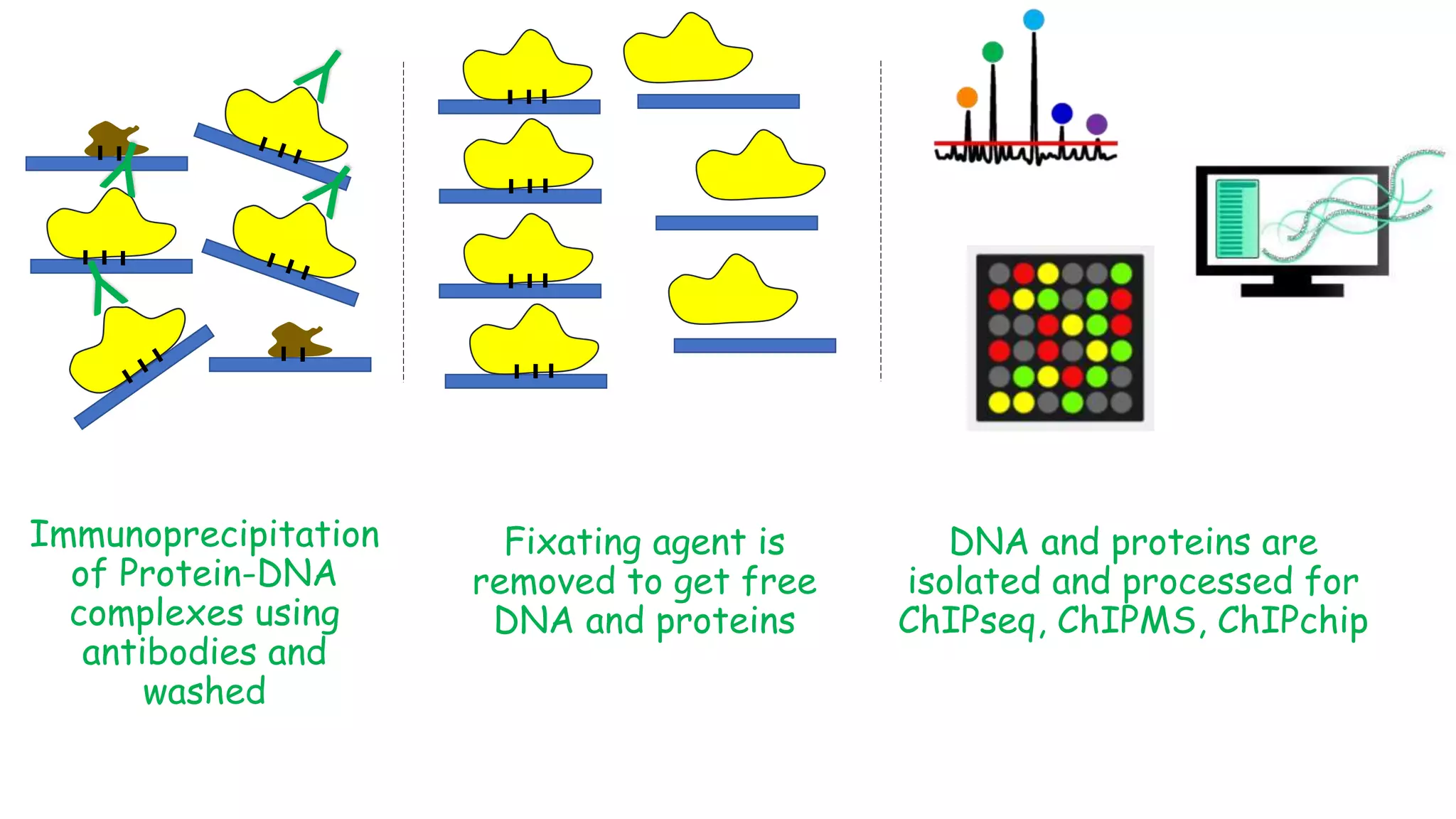 Assays for protein dna interactions | PPTX