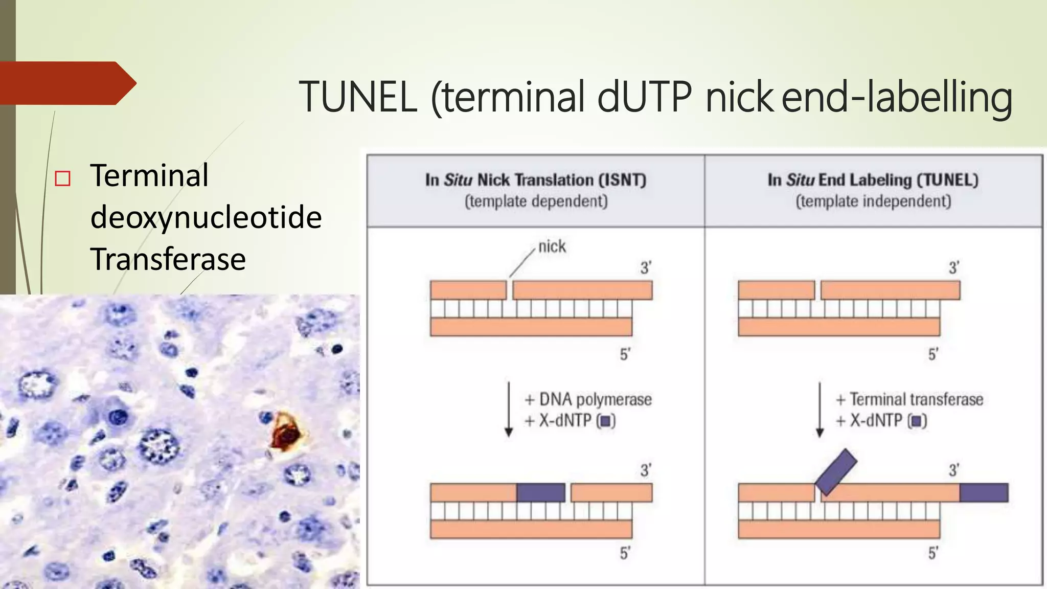 Assays of cell death | PPT