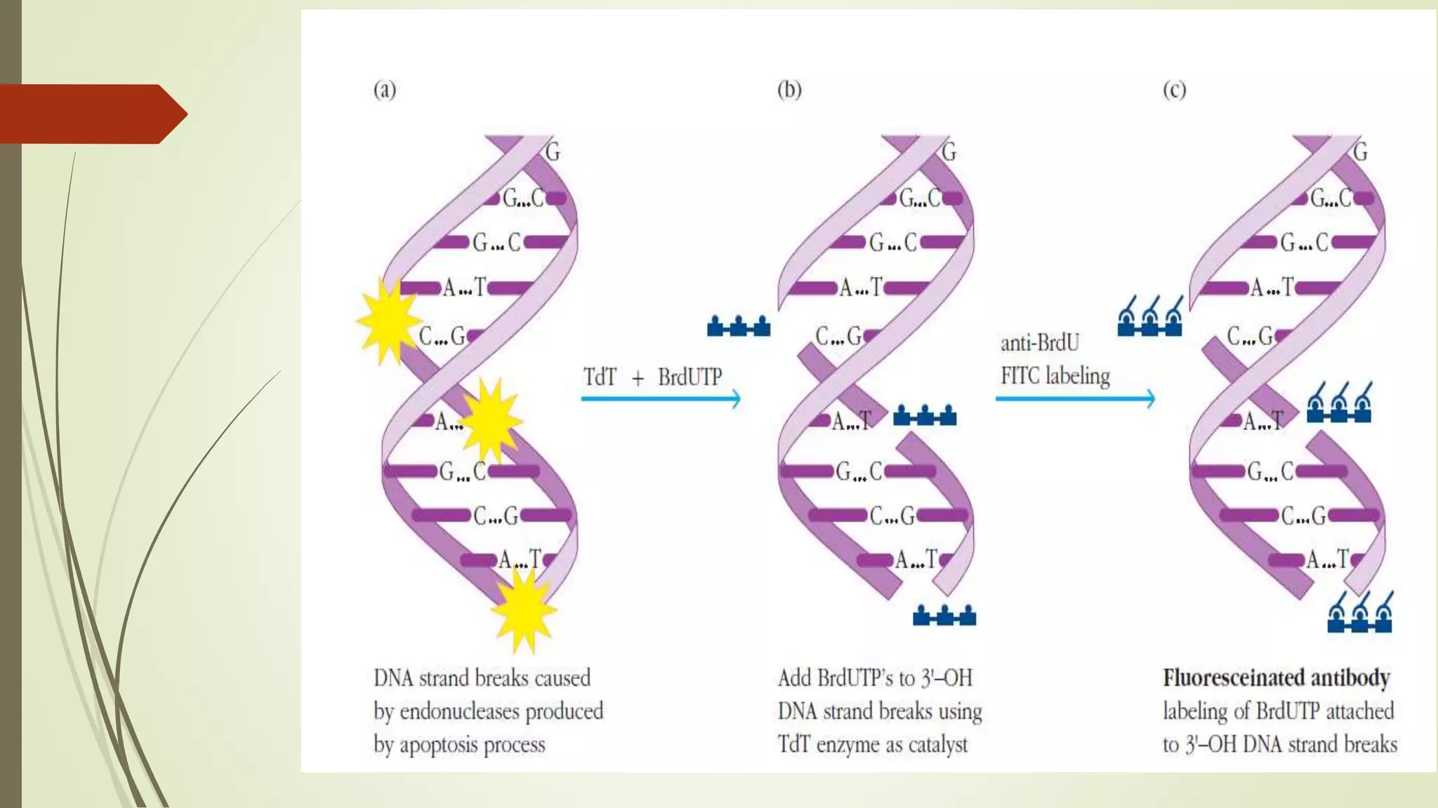 Assays of cell death | PPT