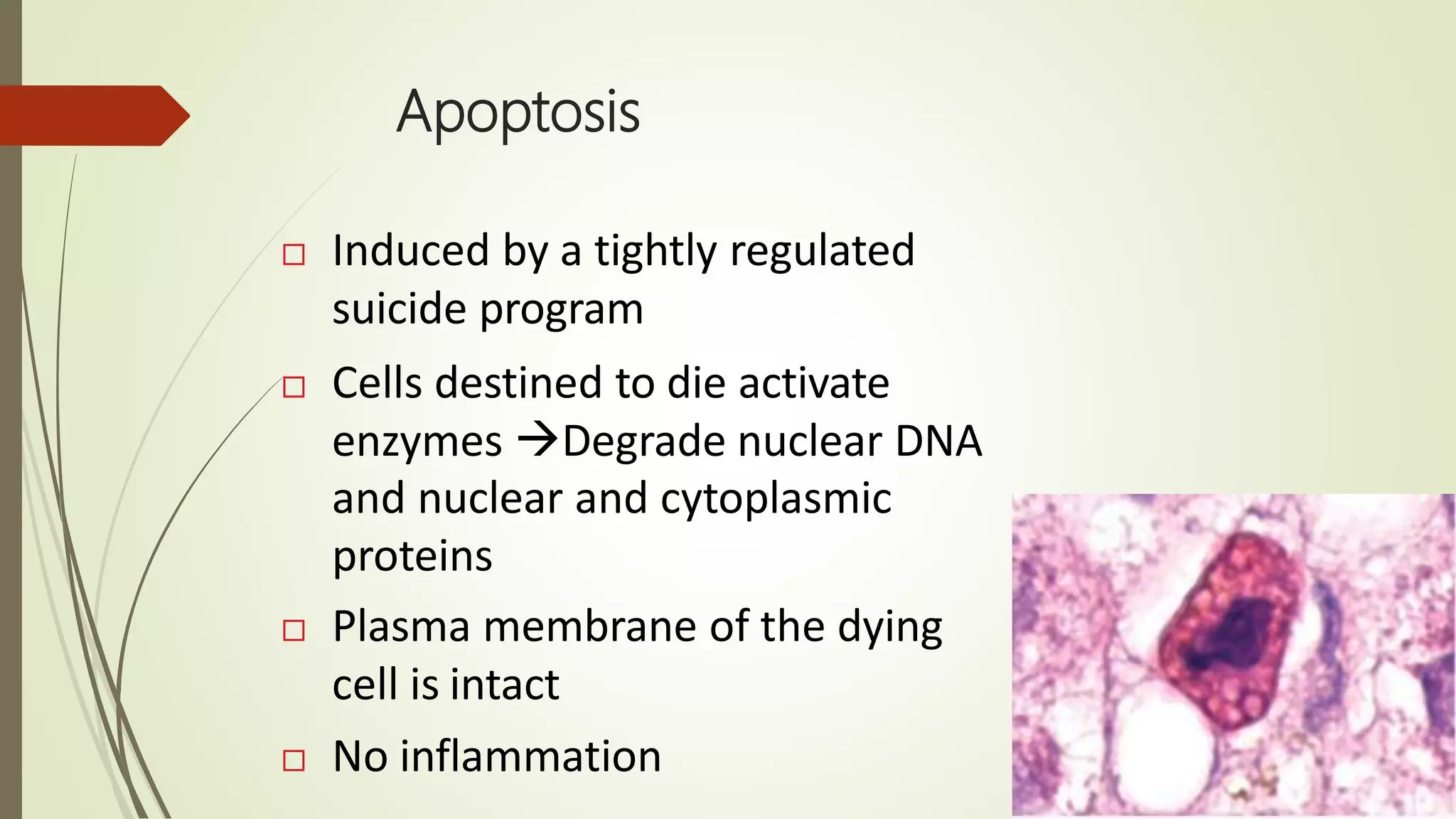 Assays of cell death | PPT