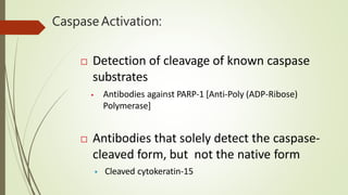 Assays of cell death | PPT