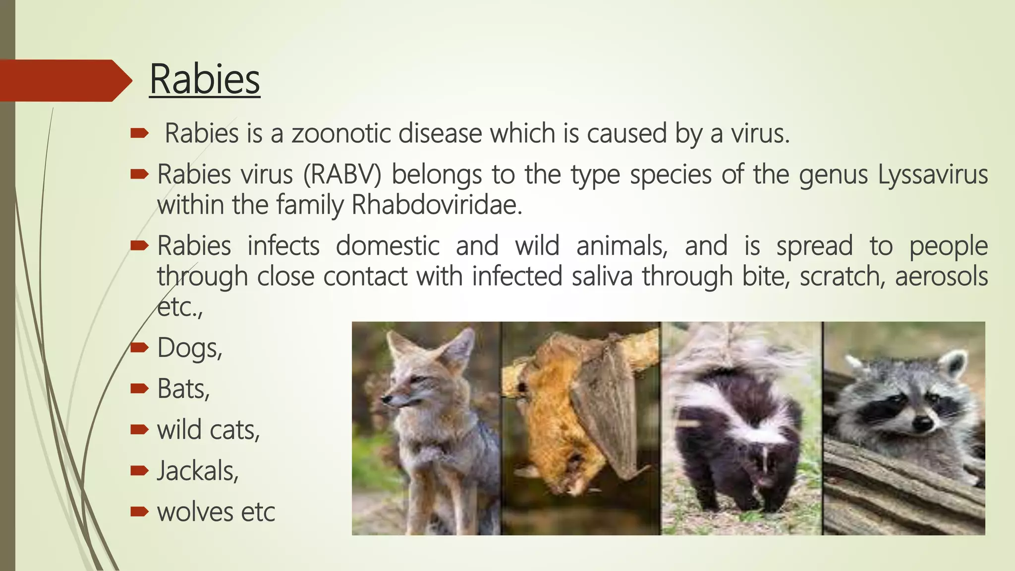 Assays of rabies vaccine | PPTX