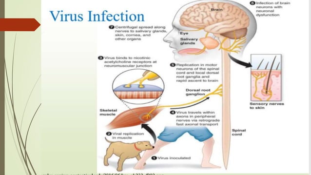 Assays of Rabies vaccine | PPT